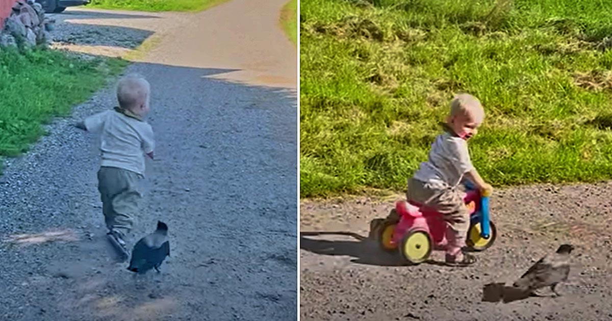 Special Bond: Little Boy Becomes Crow's Best Friend