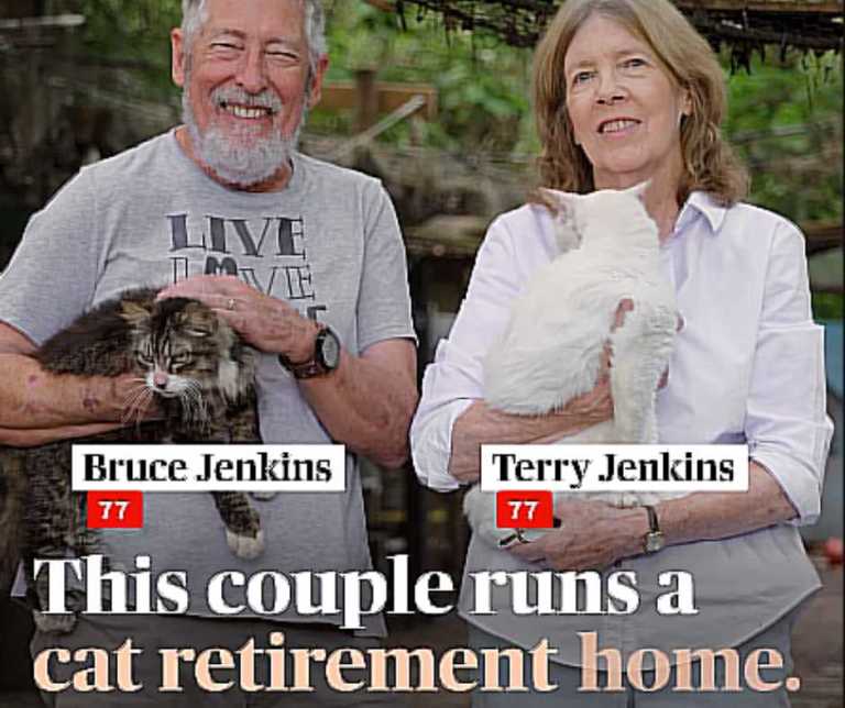 Animal Shelter Builds Retirement Village for Elderly Cats