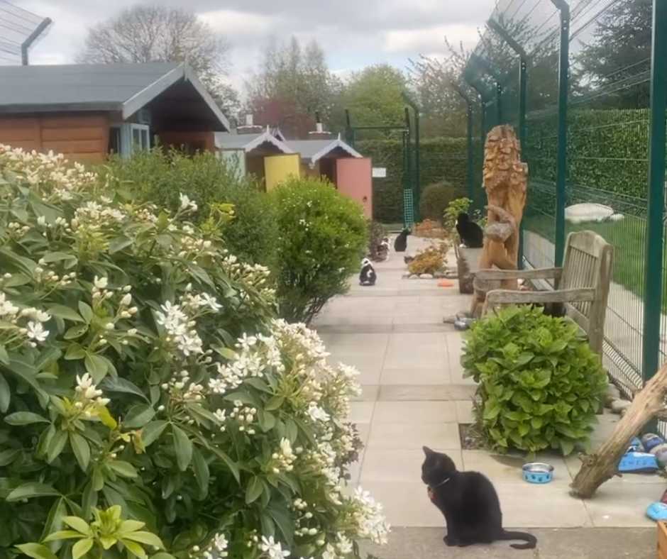 Animal Shelter Builds Retirement Village for Elderly Cats