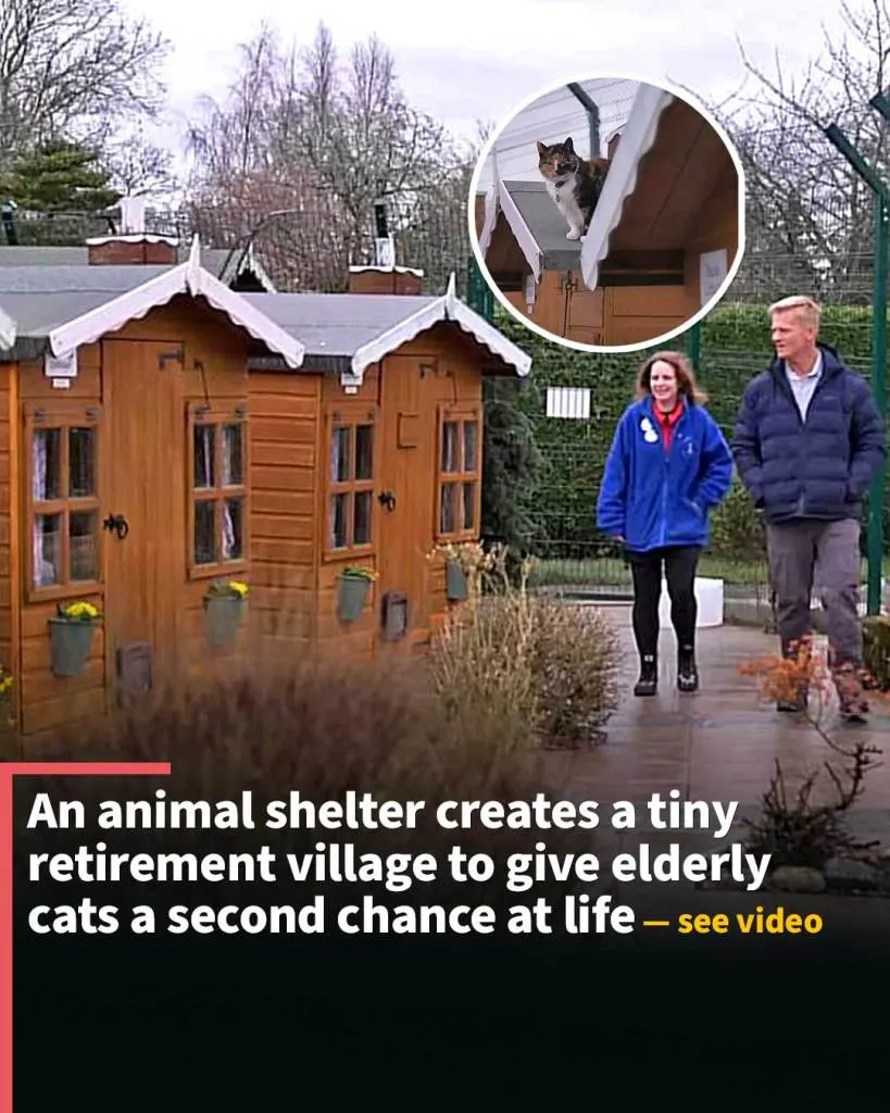 Animal Shelter Builds Retirement Village for Elderly Cats