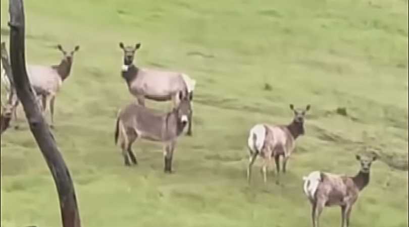 Missing Pet Donkey Found Alive After 5 Years Living with Elk Herd