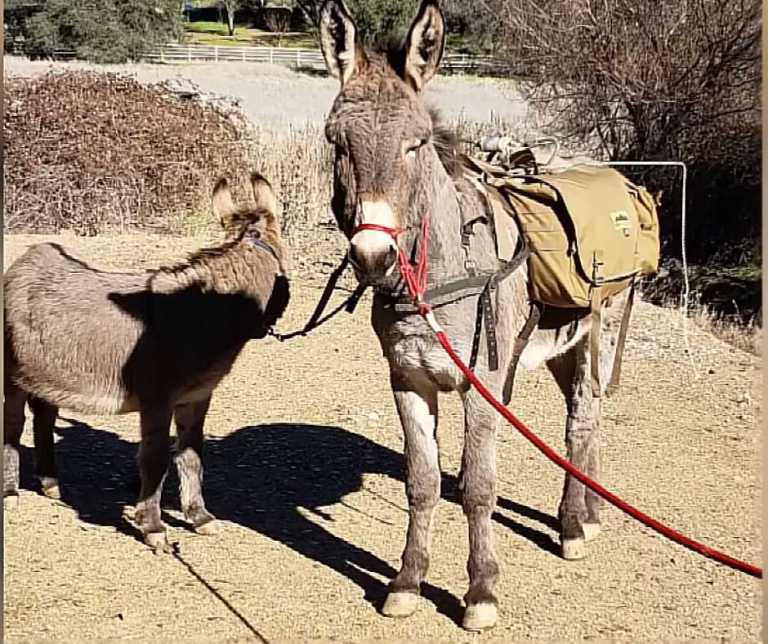 Missing Pet Donkey Found Alive After 5 Years Living with Elk Herd