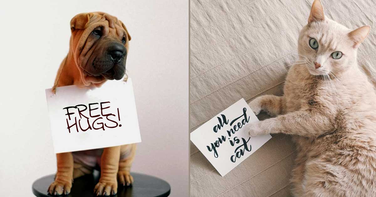 Psychology Explains Why Pets Are Good For Mental Health