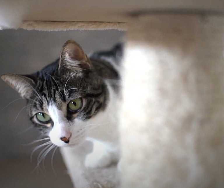 Why Do Cats Scratch Furniture Science Backed Ways To Stop It