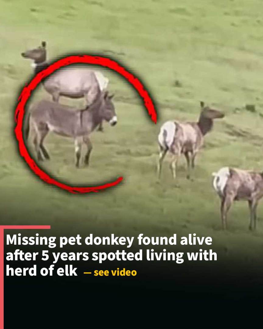 Missing Pet Donkey Found Alive After 5 Years Living with Elk Herd