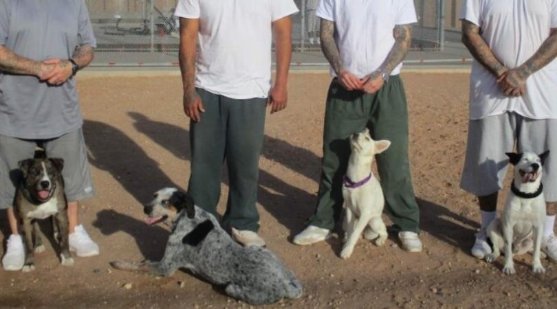 New Mexico Inmates Transform Hard-to-Adopt Dogs