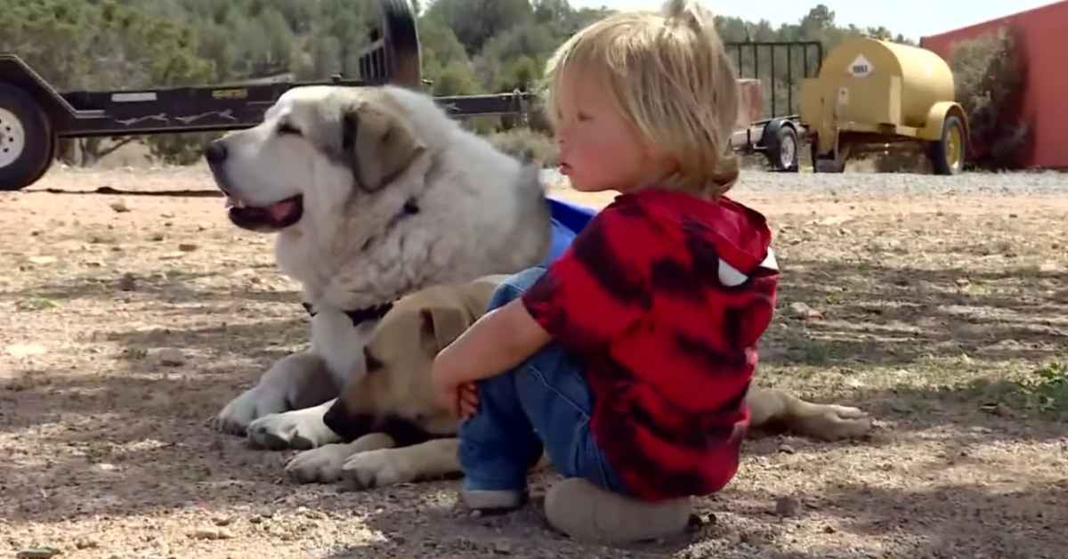 Hero dog rescue leads lost boy out of the wilderness