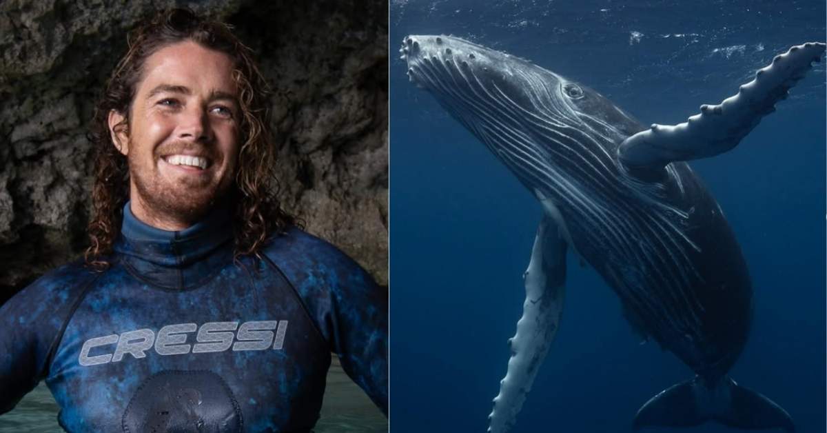 Mama humpback whale lifts diver to help him breathe