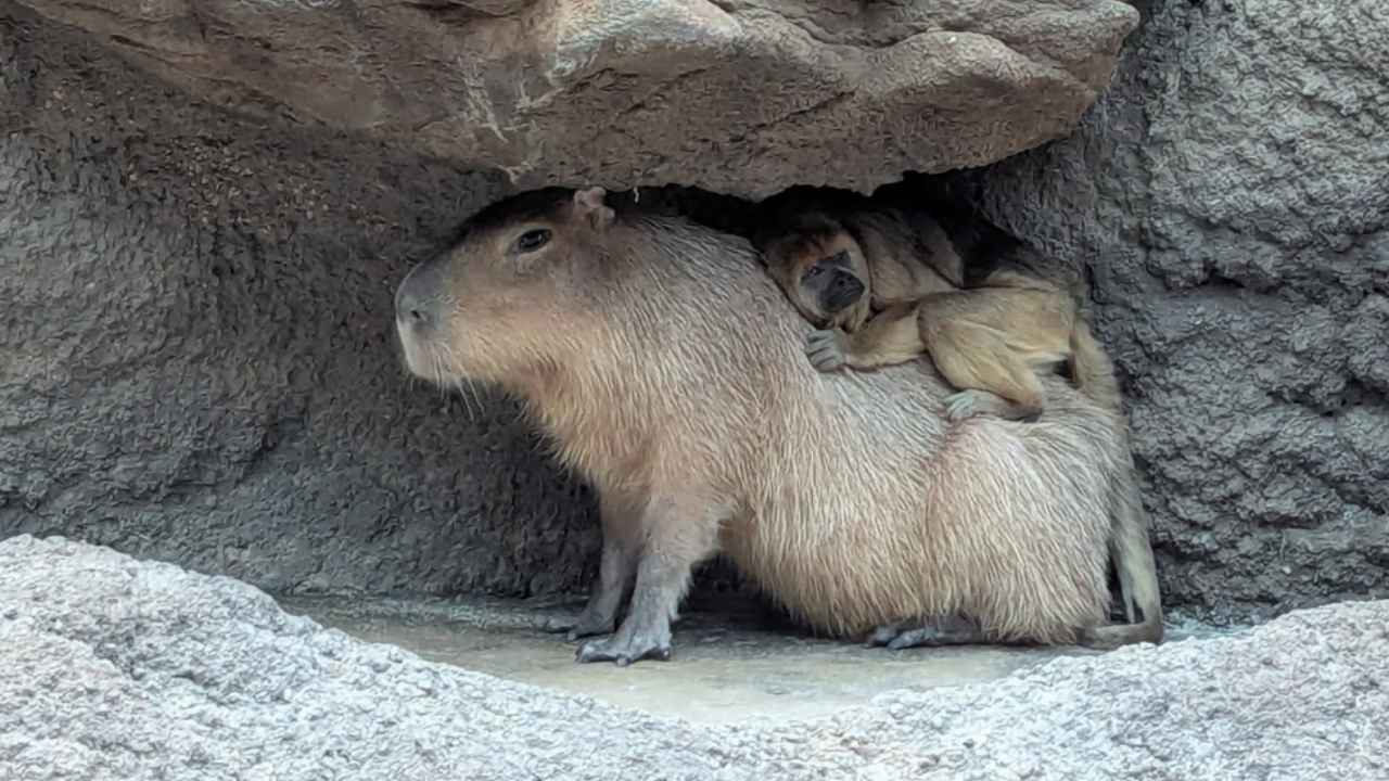 Capybara and monkey create unlikely animal friendship viral story