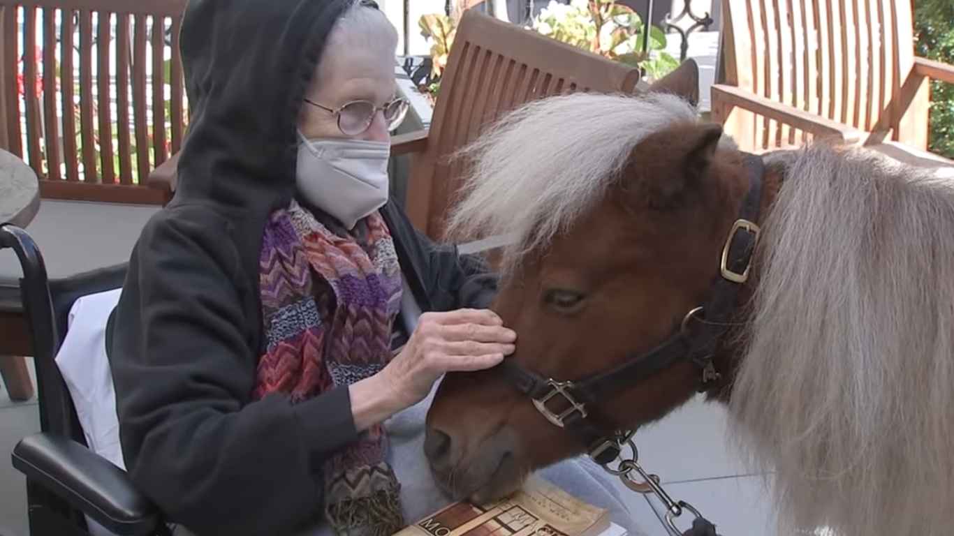 Miniature therapy horses for seniors bring joy very visit